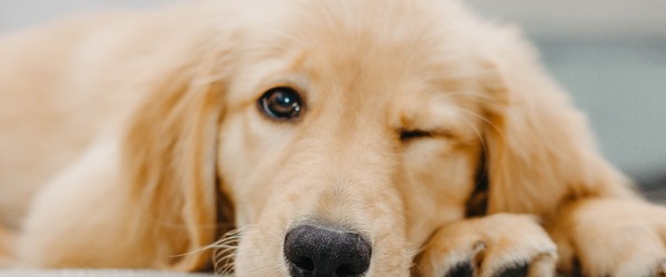 Behind the Scenes! - Pawsitive Pals